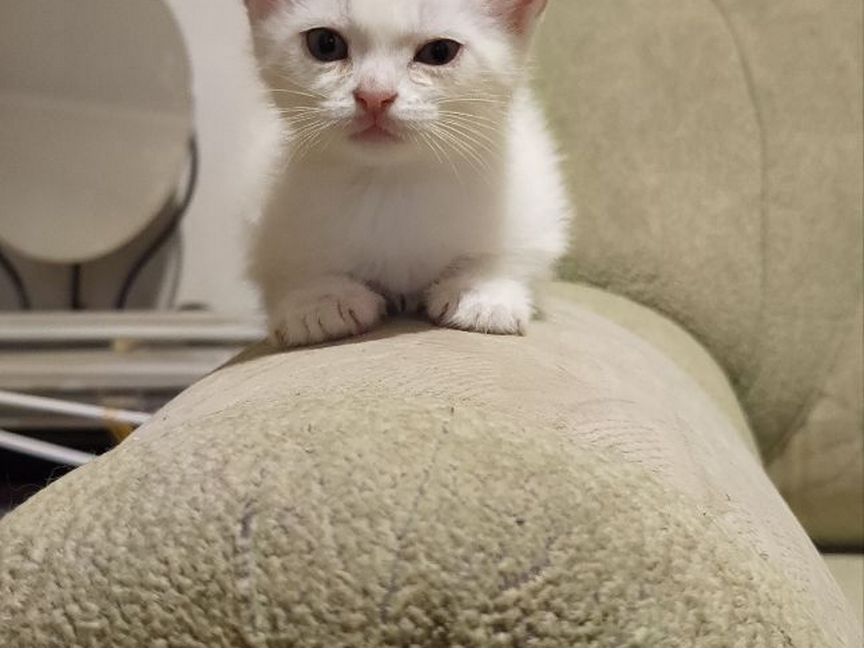 Котята као мани