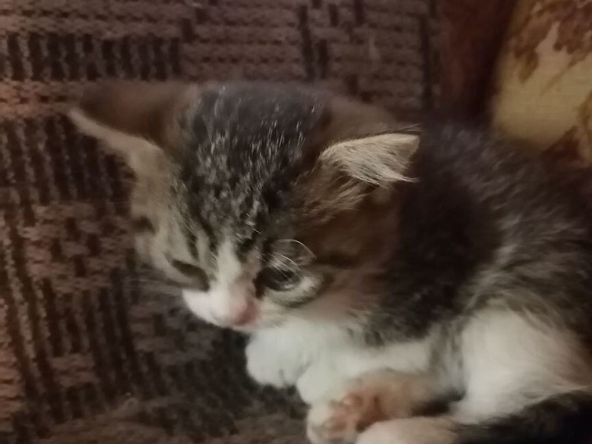 Кошечки и котики бесплатно