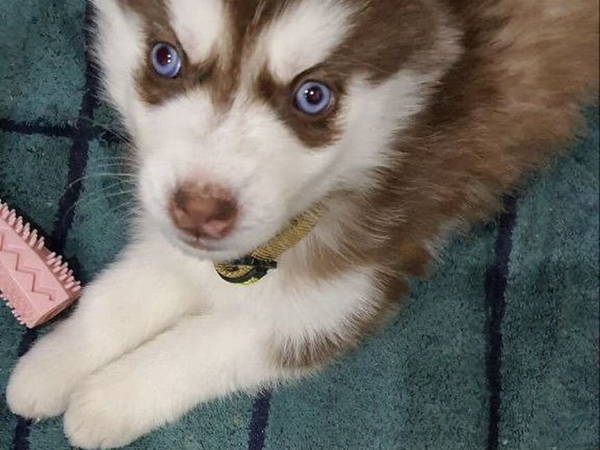 Сибирский хаски щенок девочка