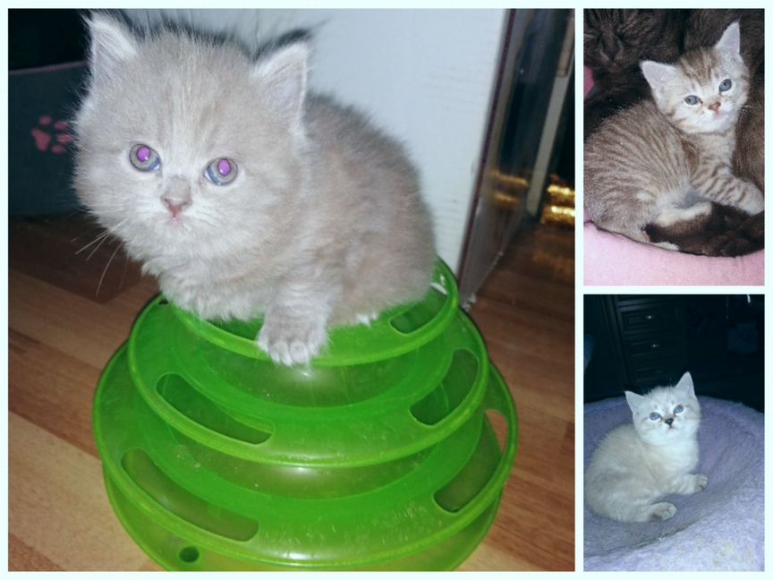 Шотландские котята