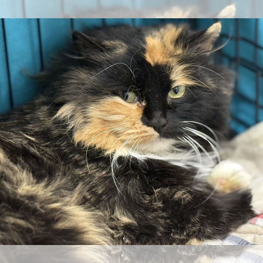 Взрослая, кошка в добрые руки