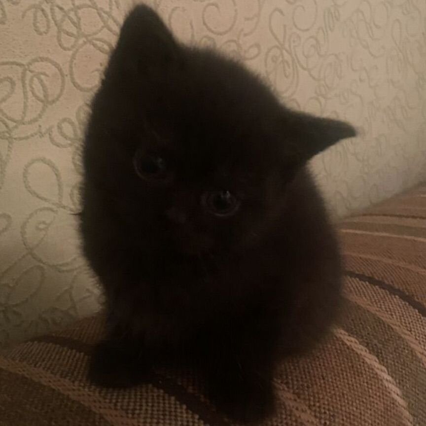 Британский короткошёрстный котёнок