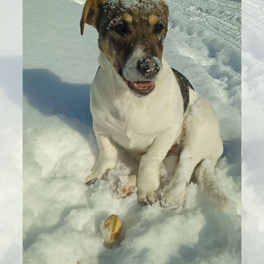 Щенок в добрые руки