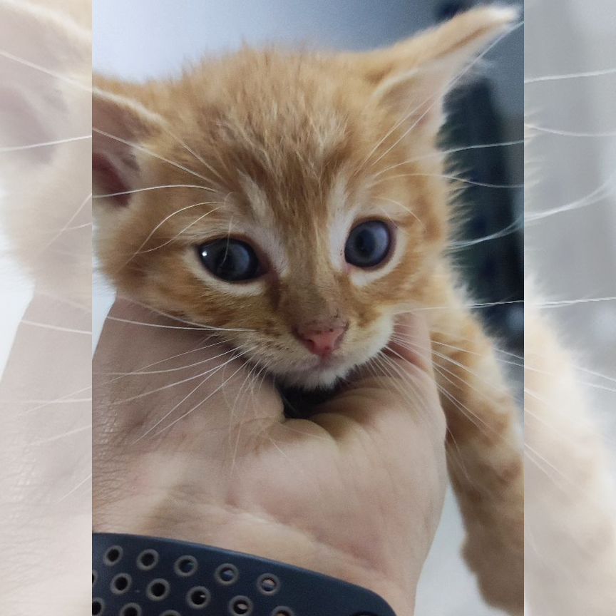 Отдам котят шотландской прямоухой