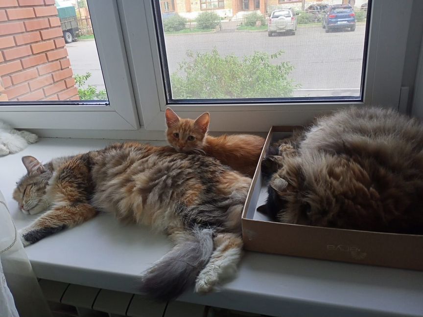 Отдам котенка в добрые руки