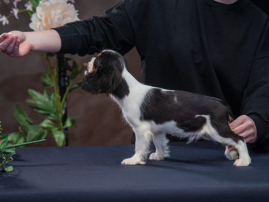 Кавалер кинг чарльз спаниель