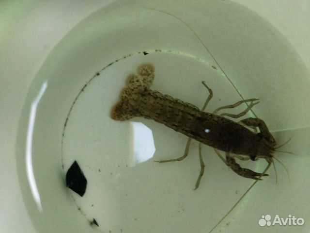 Продам живые раки