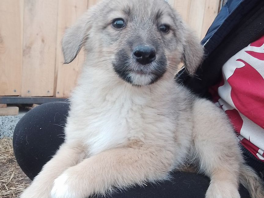 Щенок в добрые руки