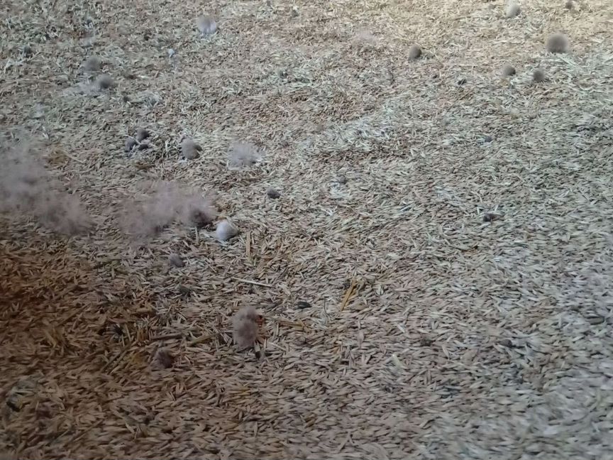 Ячменная зерносмесь