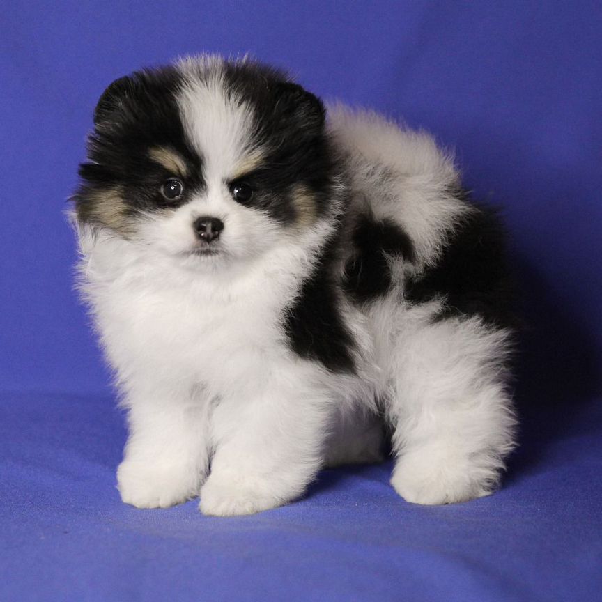 Шпиц, мальчик, триколор