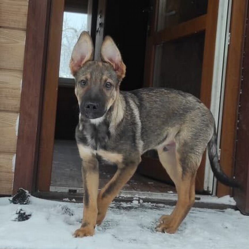 Щенок в добрые руки