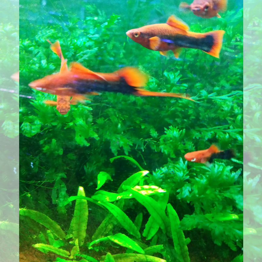 Меченосец кубинский