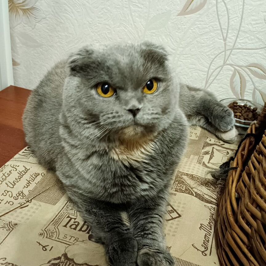 Вислоушка в добрые ручки