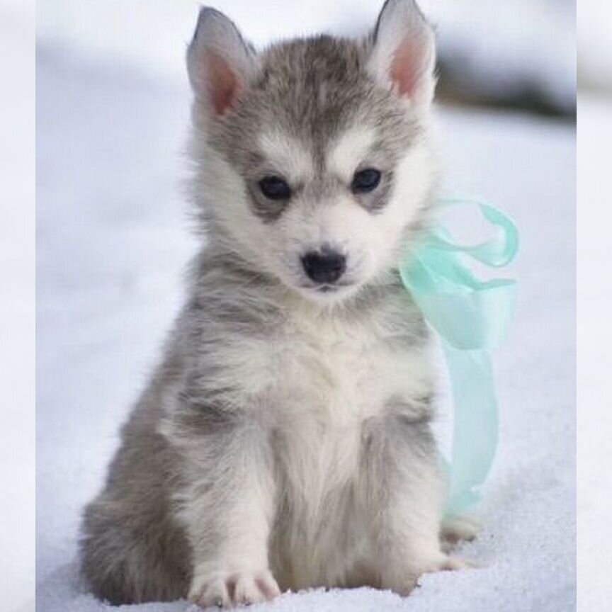 Сибирский хаски, щенок