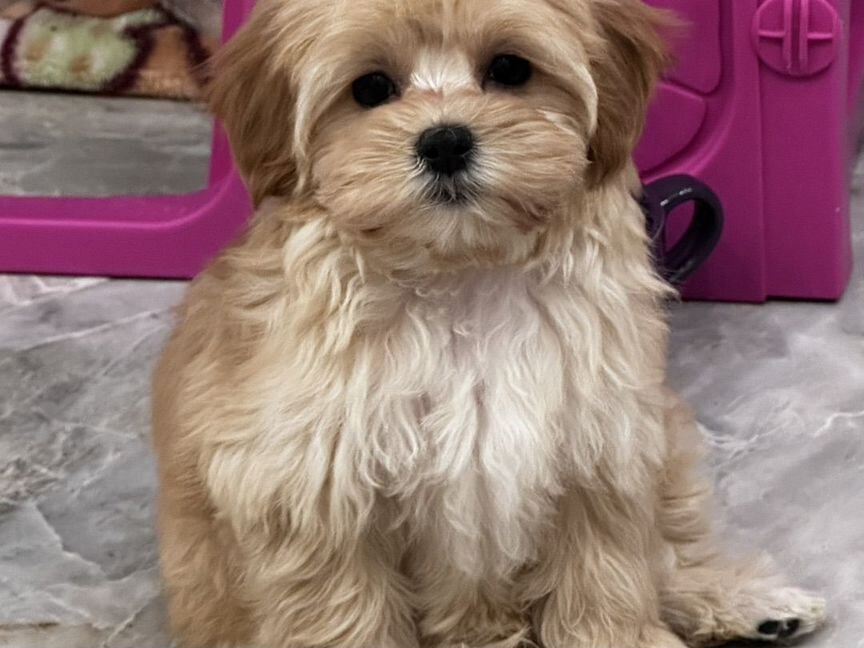 Карамельная девочка в корейском типе