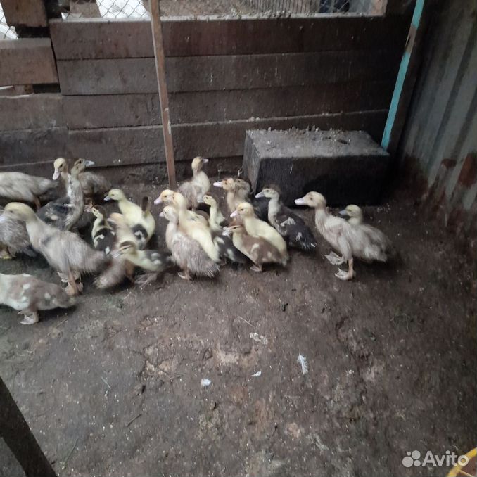 Мускусные утки