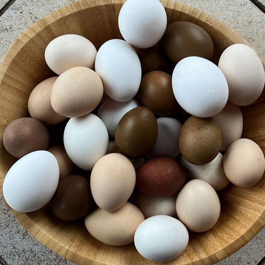 Инкубационное яйцо