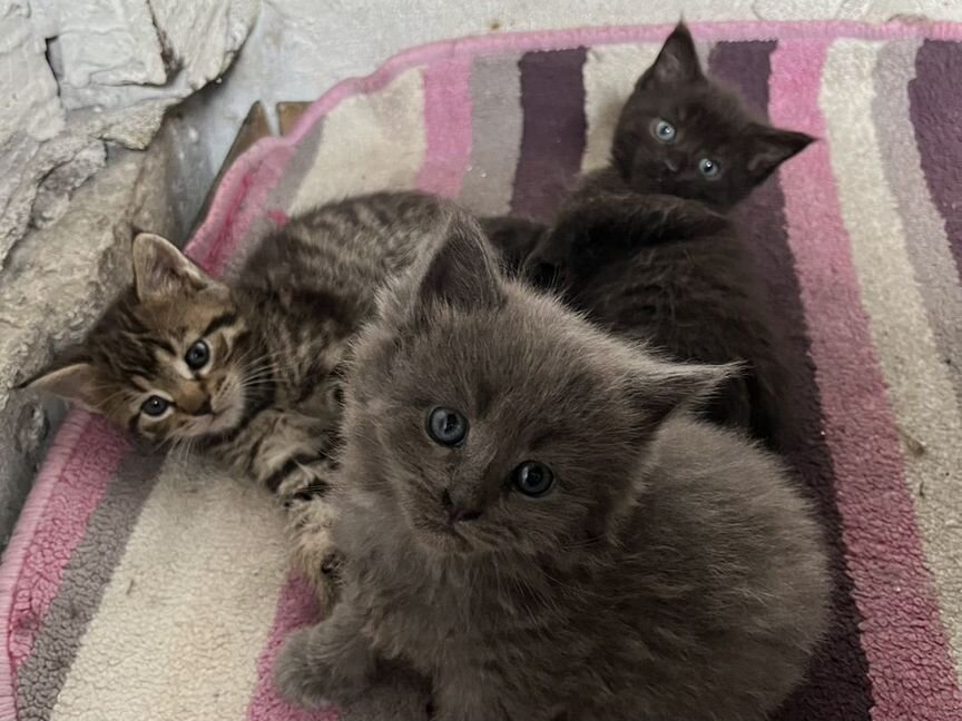 Котята от мейн-куна