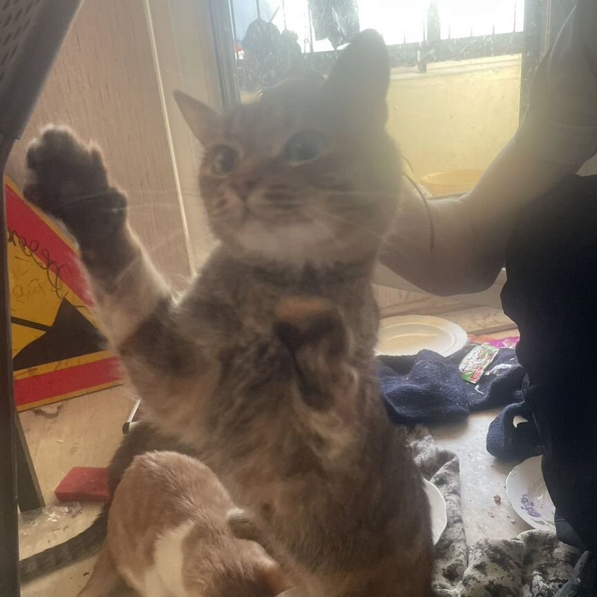 Котики бесплатно в добрые руки