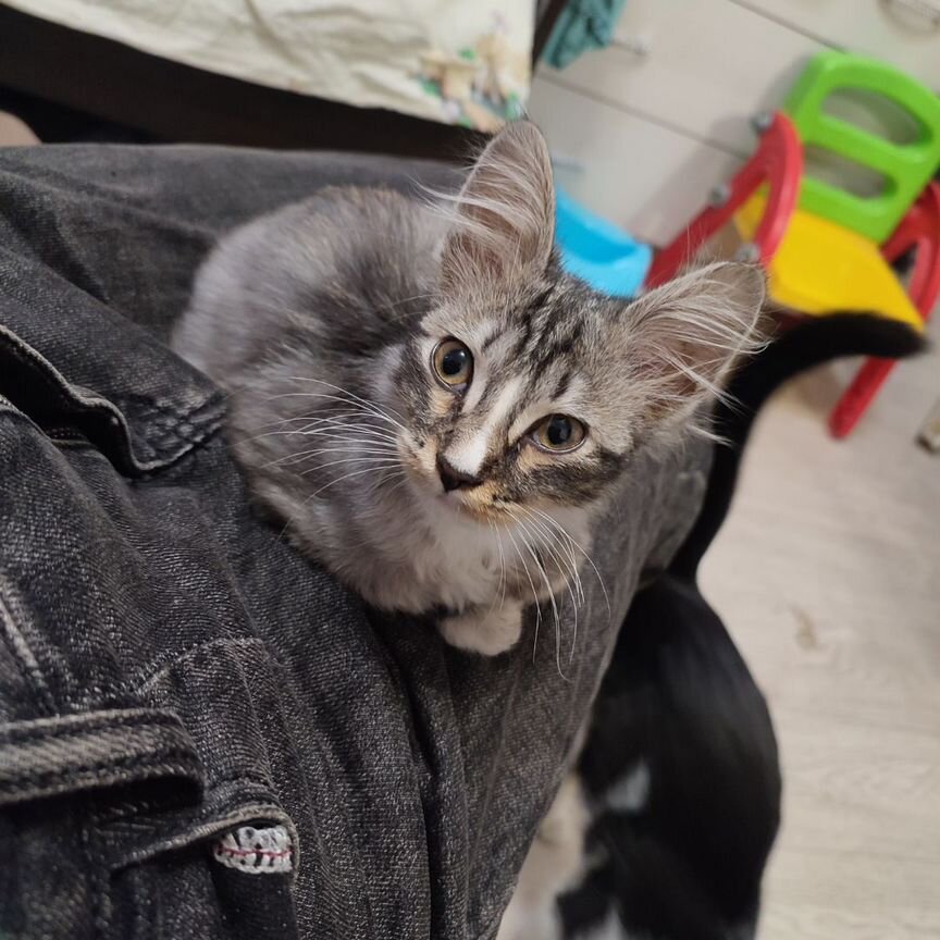 Отдам котенка в добрые руки