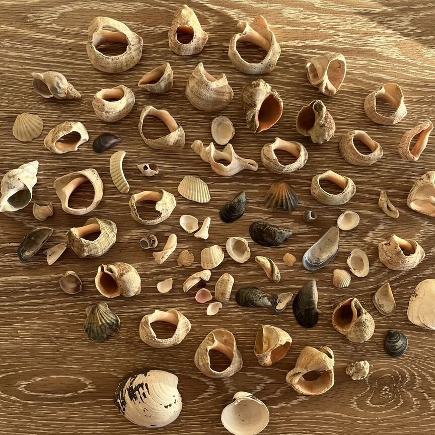 Морские ракушки раковины