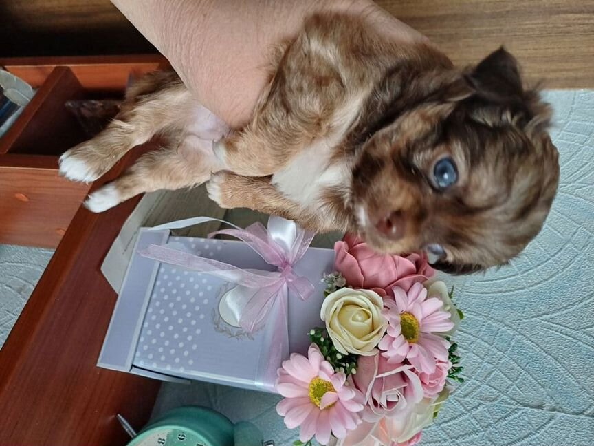 Прелестные чудесные ангеочки щенки чихуахуа