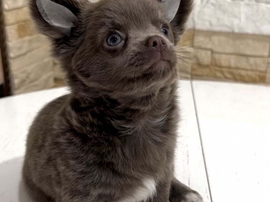 Чихуахуа мальчик