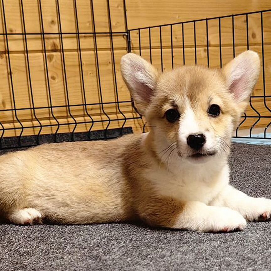 Милашка. Вeльш Kоpги Пeмброк