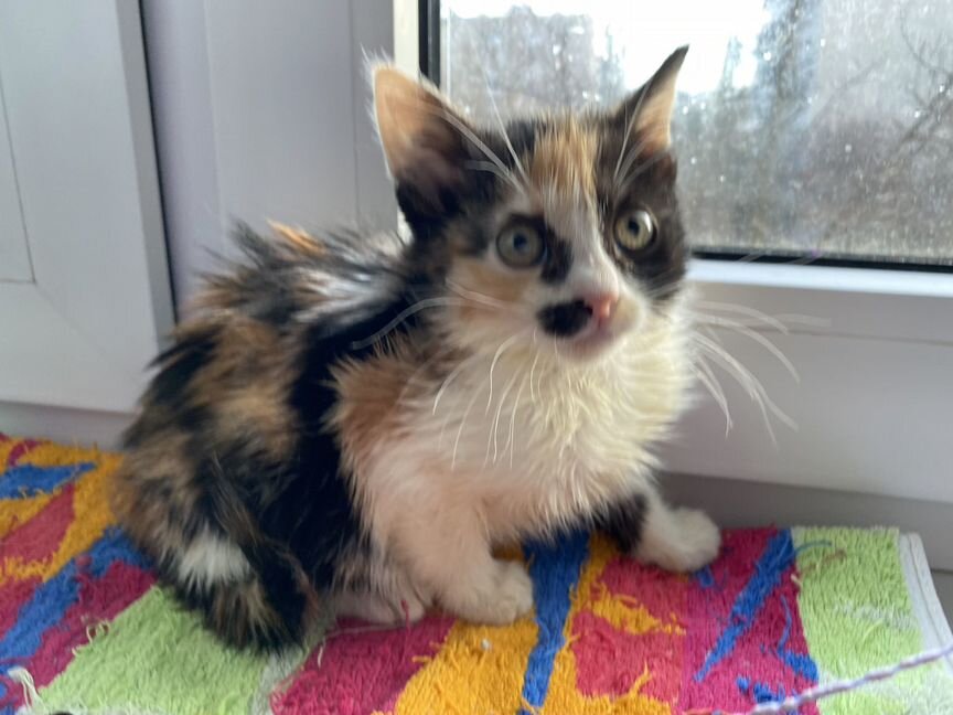 Киска малышка разноцветная красавица