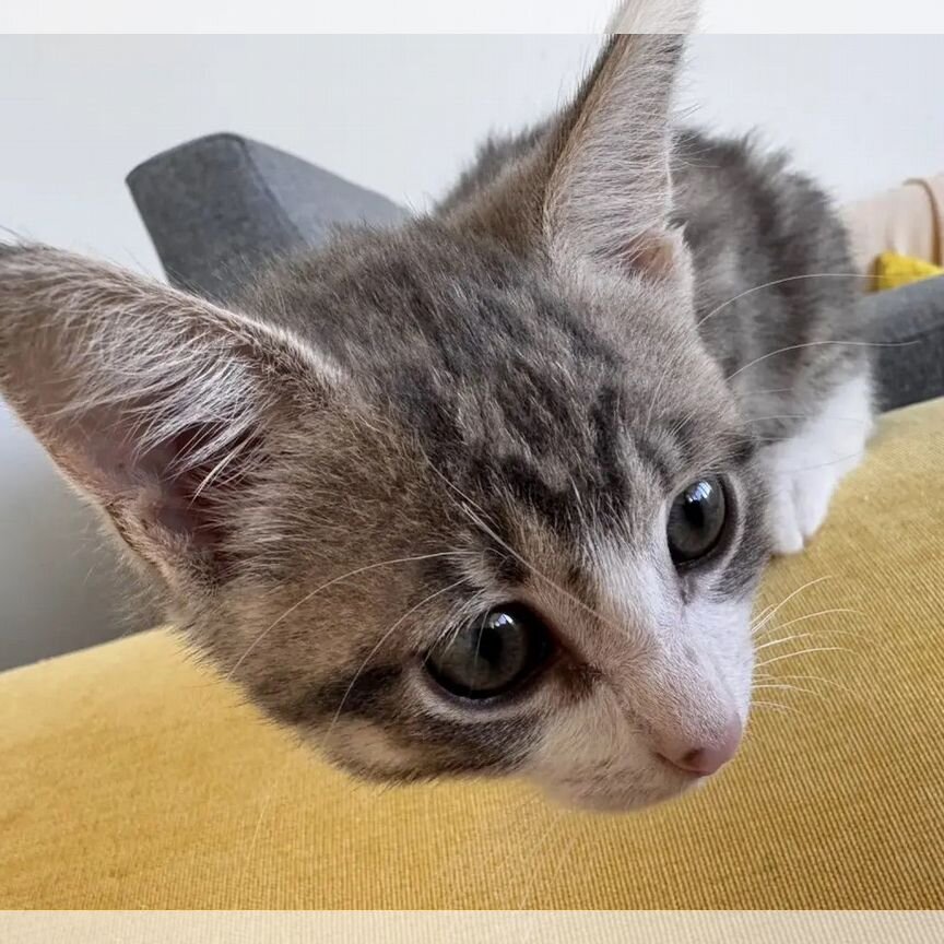 Котёнок в добрые руки