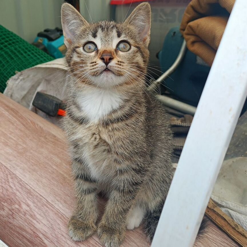 Котёнок в добрые руки