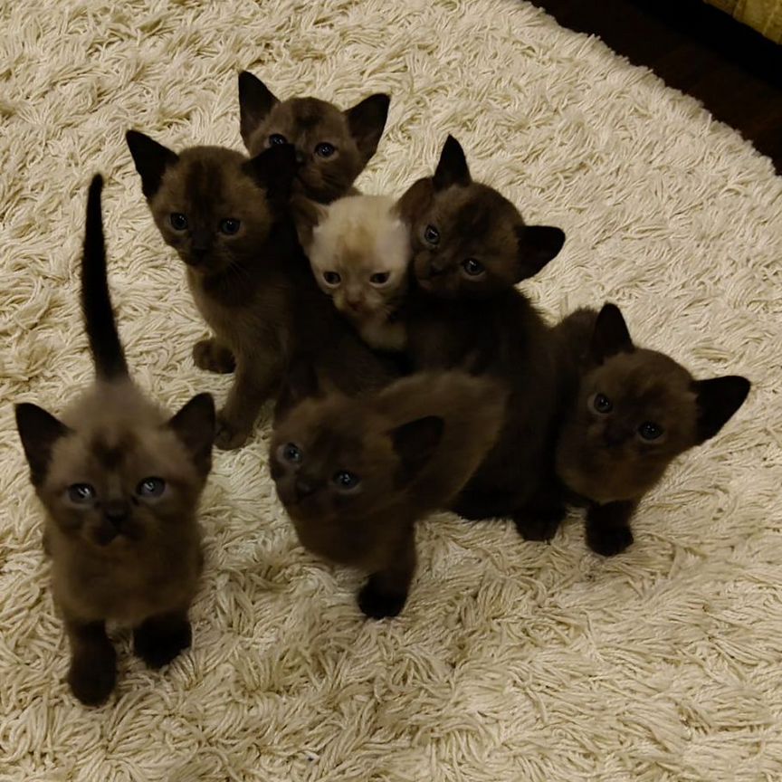 Европейский бурманский котёнок