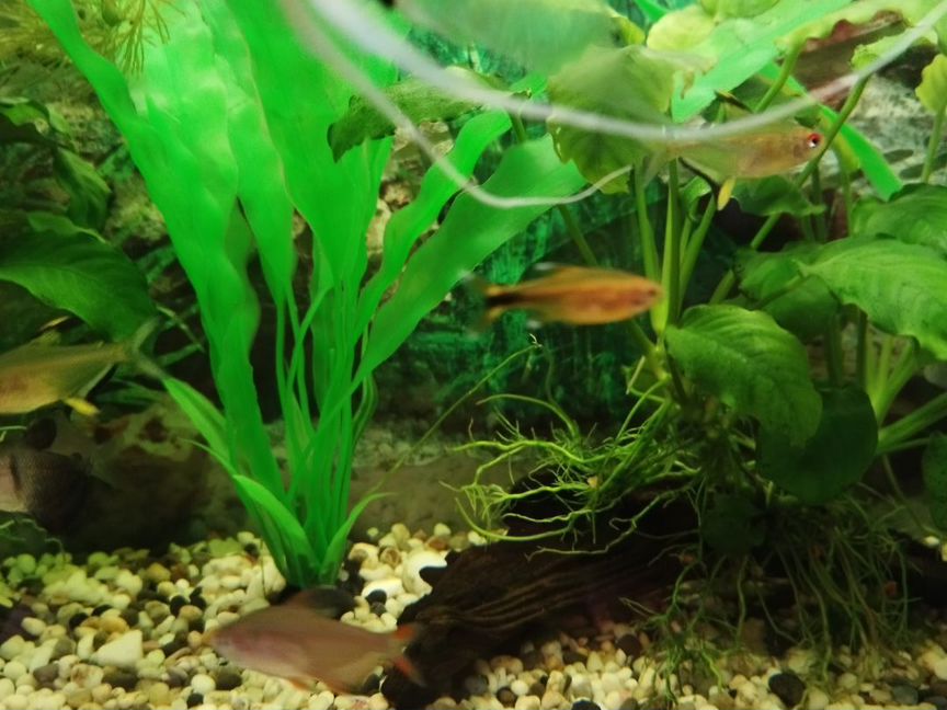 Медная Тетра(хасемания)