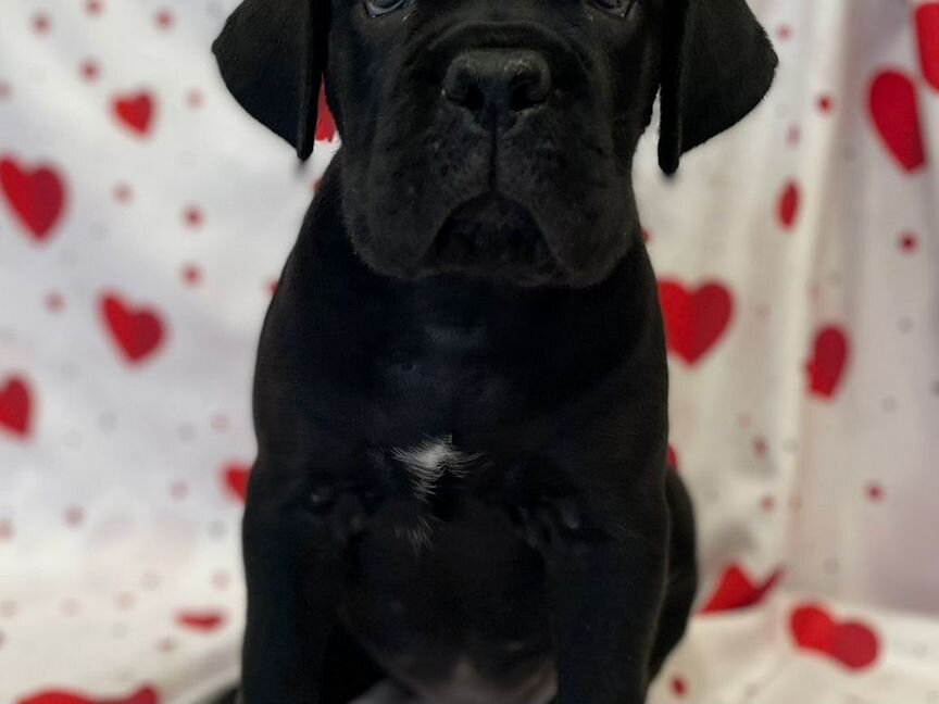 Щенки кане корсо