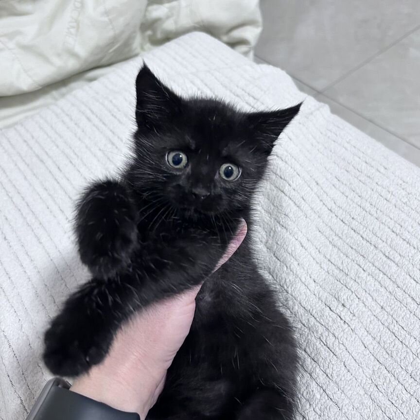 Котик 1,5 месяца