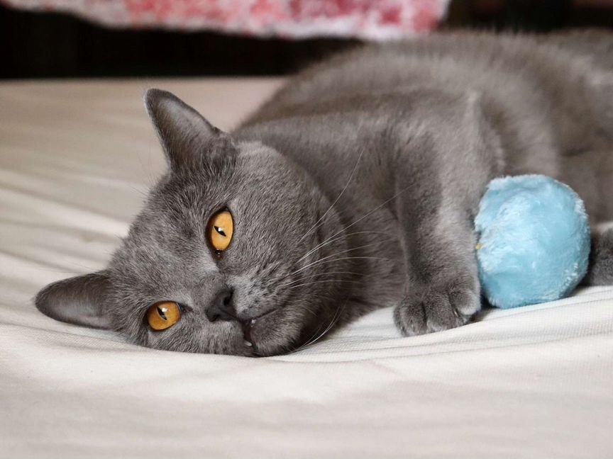 Очаровательный Боня в дар