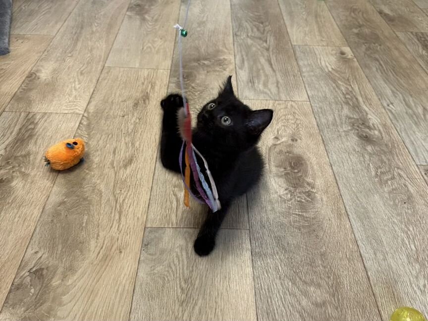 Отдам бесплатно котенка