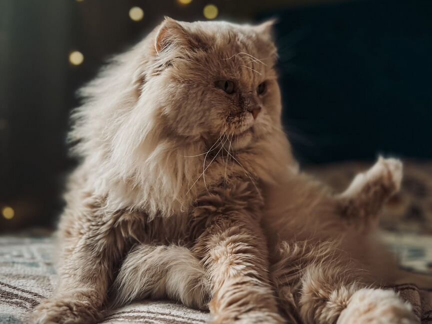 Кот вязка