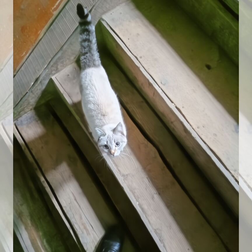 Невская маскарадная, взрослая кошка