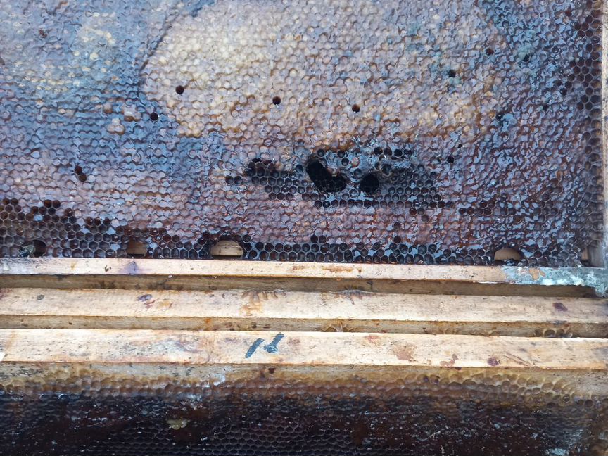 Рамки с сушью