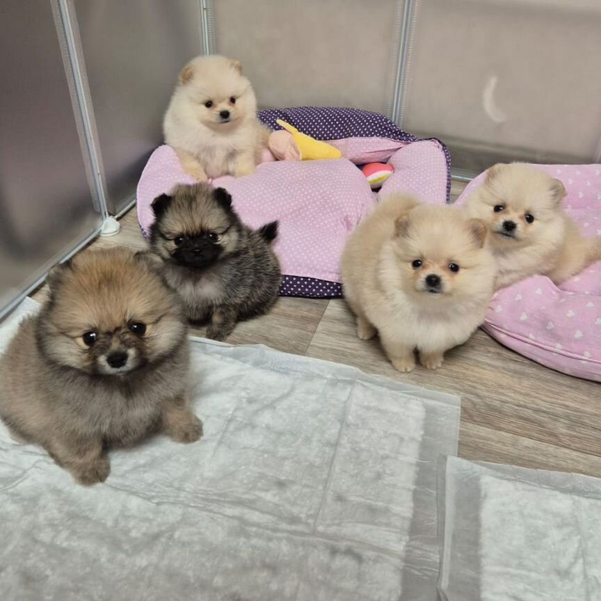 Померанский шпиц, щенок