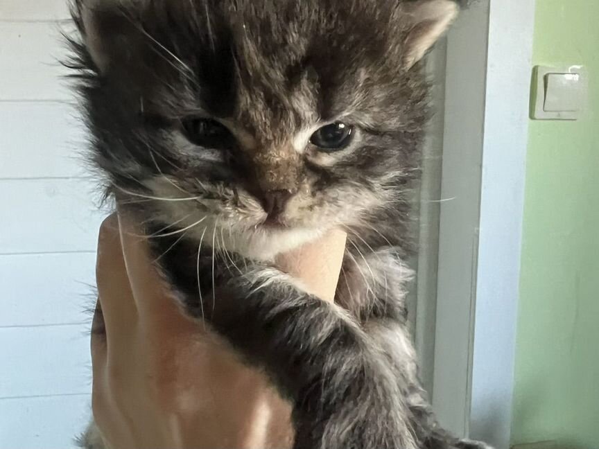 Сибирская кошечка в разведение