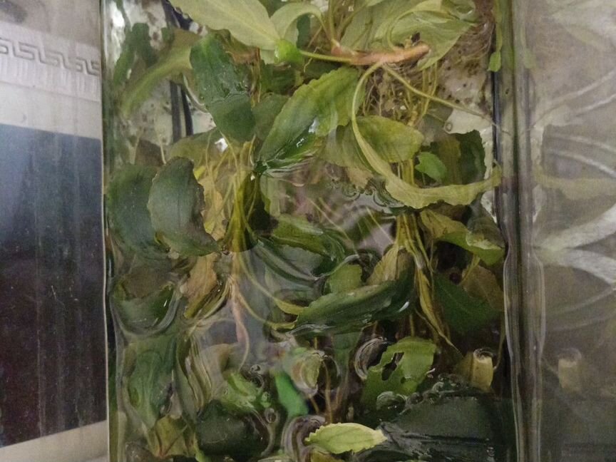 Буцифаландра