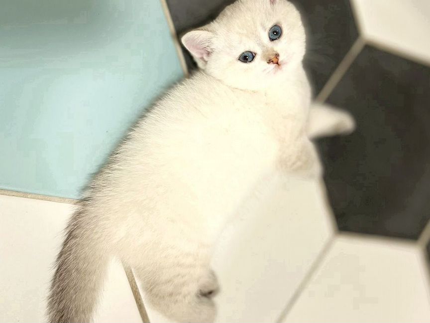 Кошечка