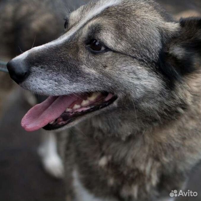 Афоня ищет семью