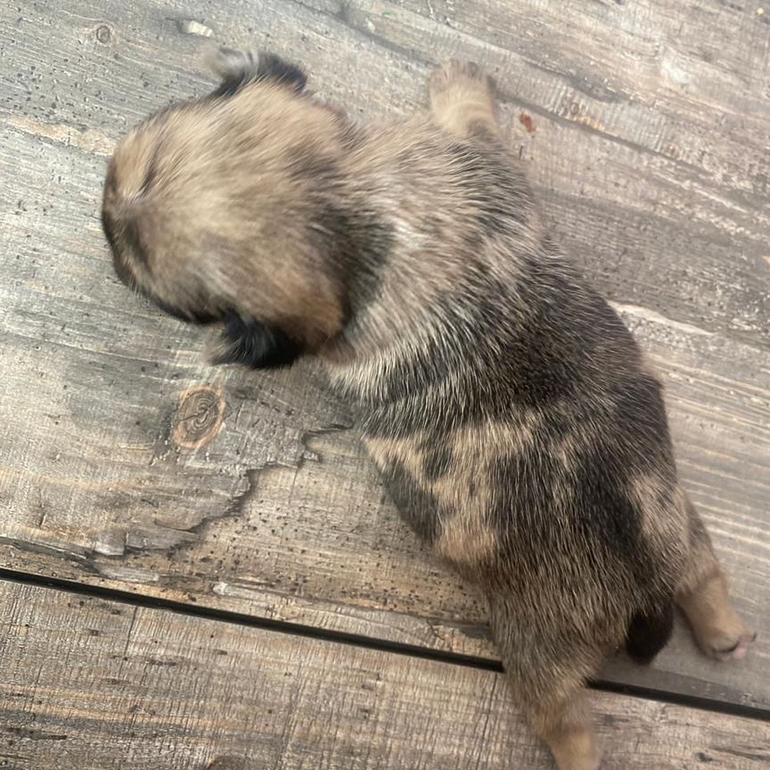 Мопс мальчик окрас мерль