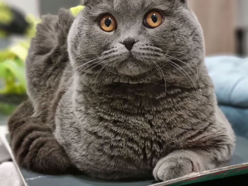 Шотландский кот вязка