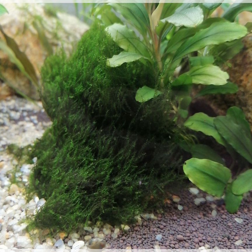 Аквариумные растения