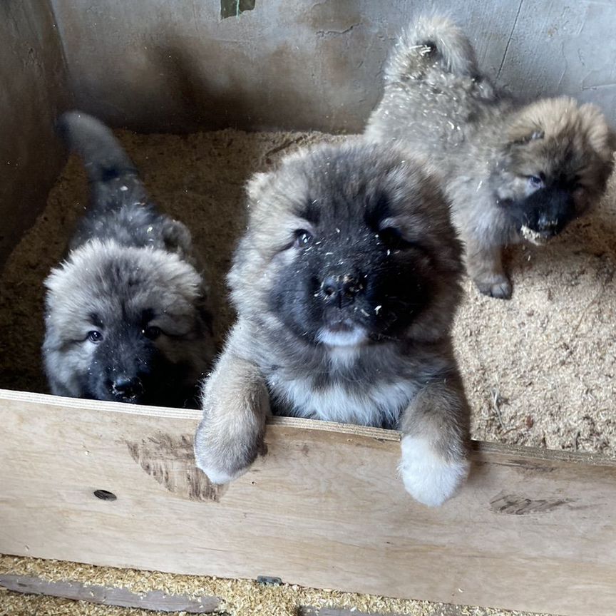 Щенки кавказкой овчарки