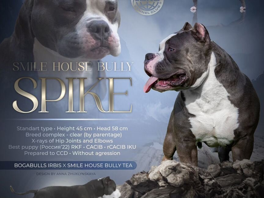 Американский булли вязка